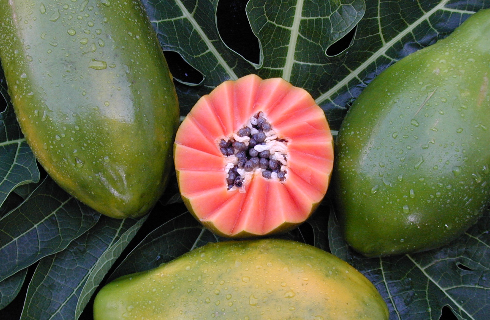 Blog do Edu Ambiental: Mamão