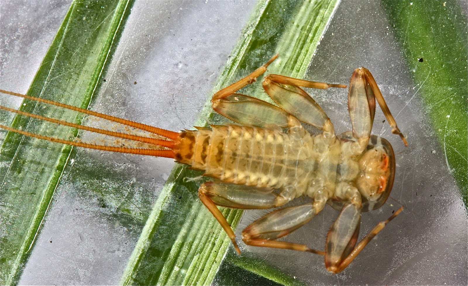 Aquatic Insects of Central Virginia: Another Stonefly Family Returns ...