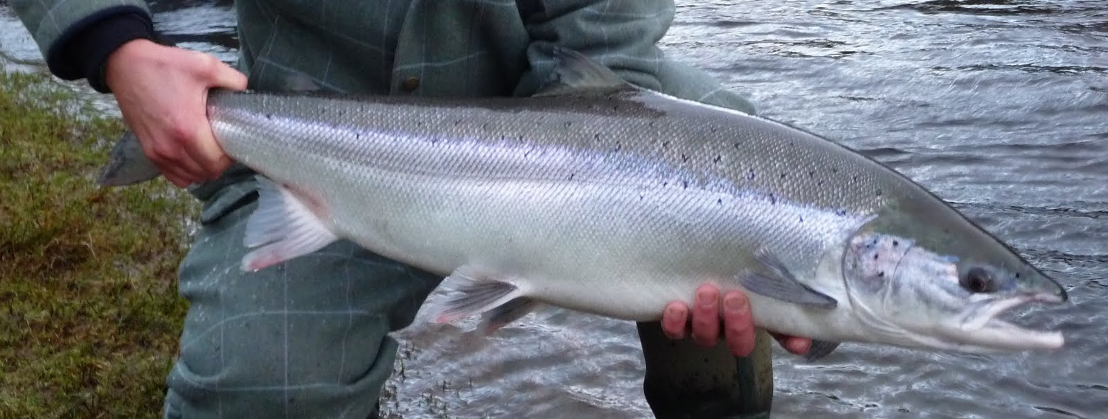 Salmon Fishing Scotland.: Salmon Fishing Scotland Spring Salmon ...