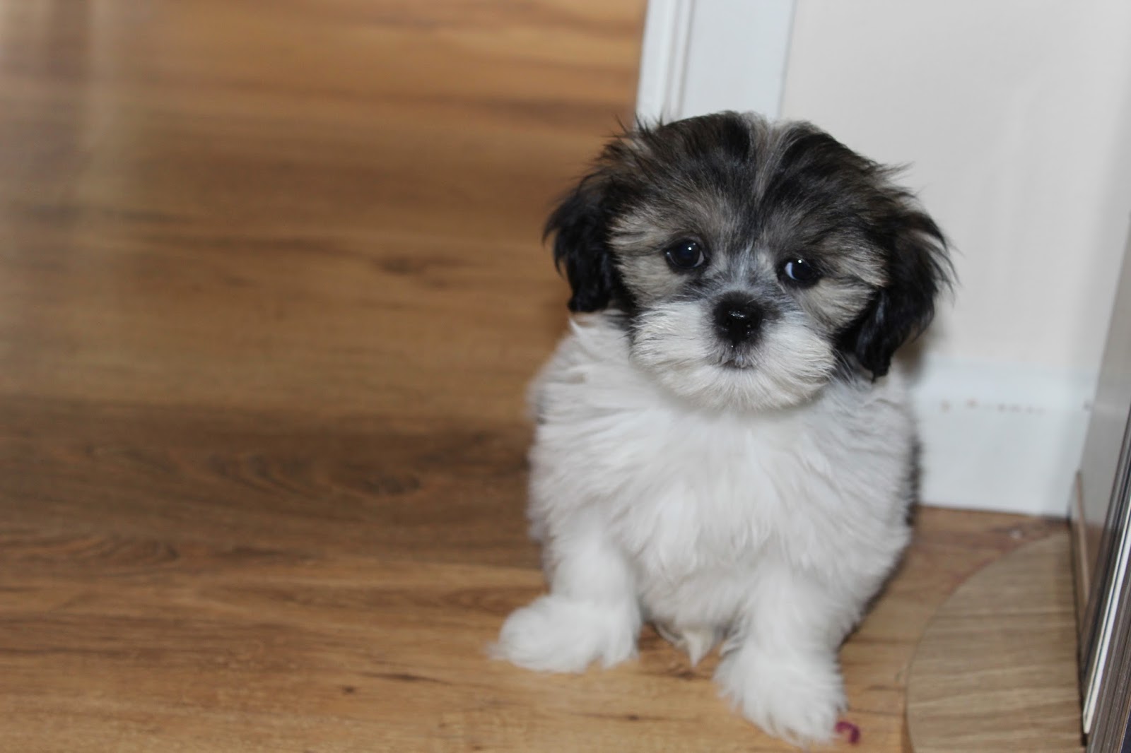 Lhasa Apso - Penny's Pups from birth to new homes: DEPARTING PUPPIES ...