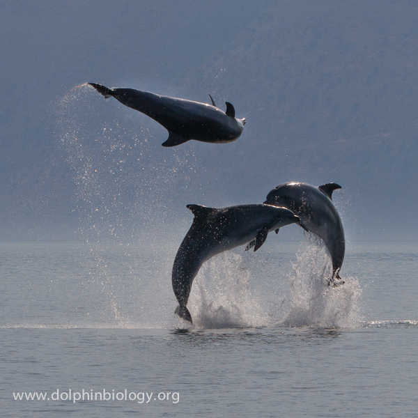 Dolphin Biology and Conservation: Aggressive male bottlenose dolphins