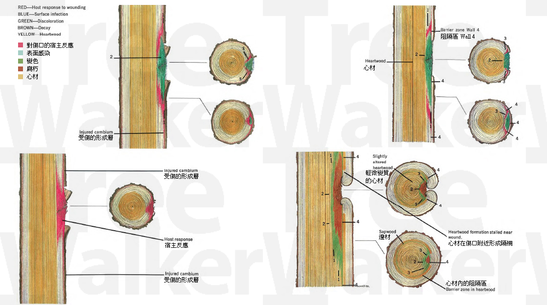 樹木的腐朽區隔化 Compartmentalization Of Decay In Trees | 樹沃客樹藝