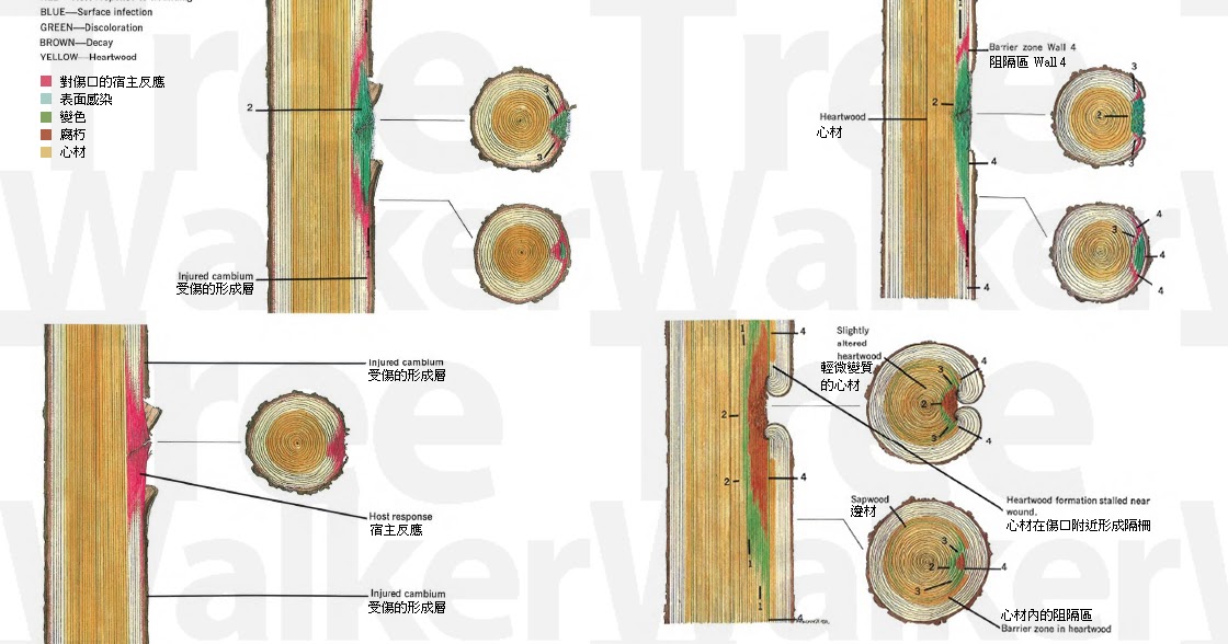 樹木的腐朽區隔化 Compartmentalization Of Decay In Trees | 樹沃客樹藝