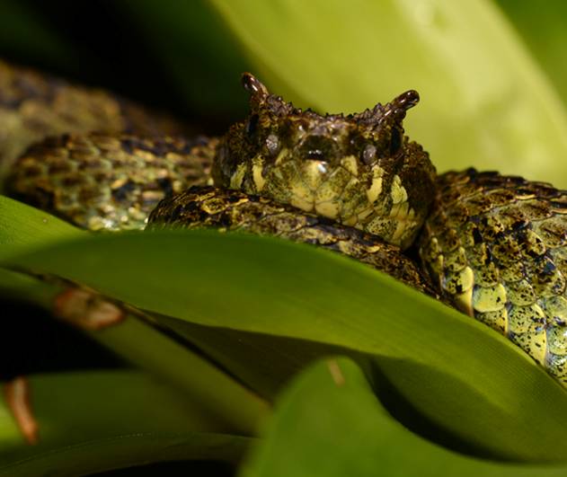 Víbora de furo ondulado - Cobrasserpentes