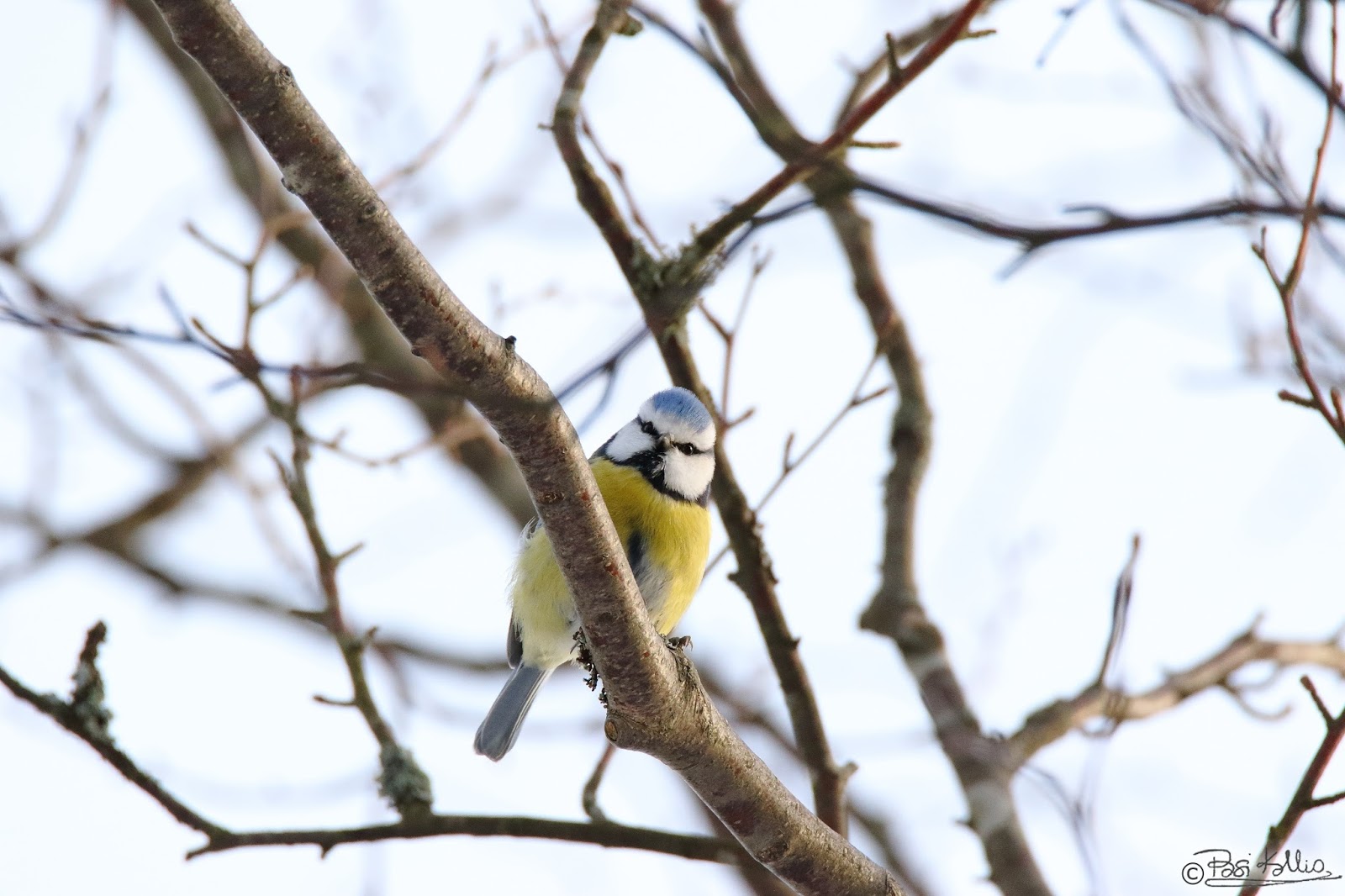 Suomalaista luontoa: TIAISET