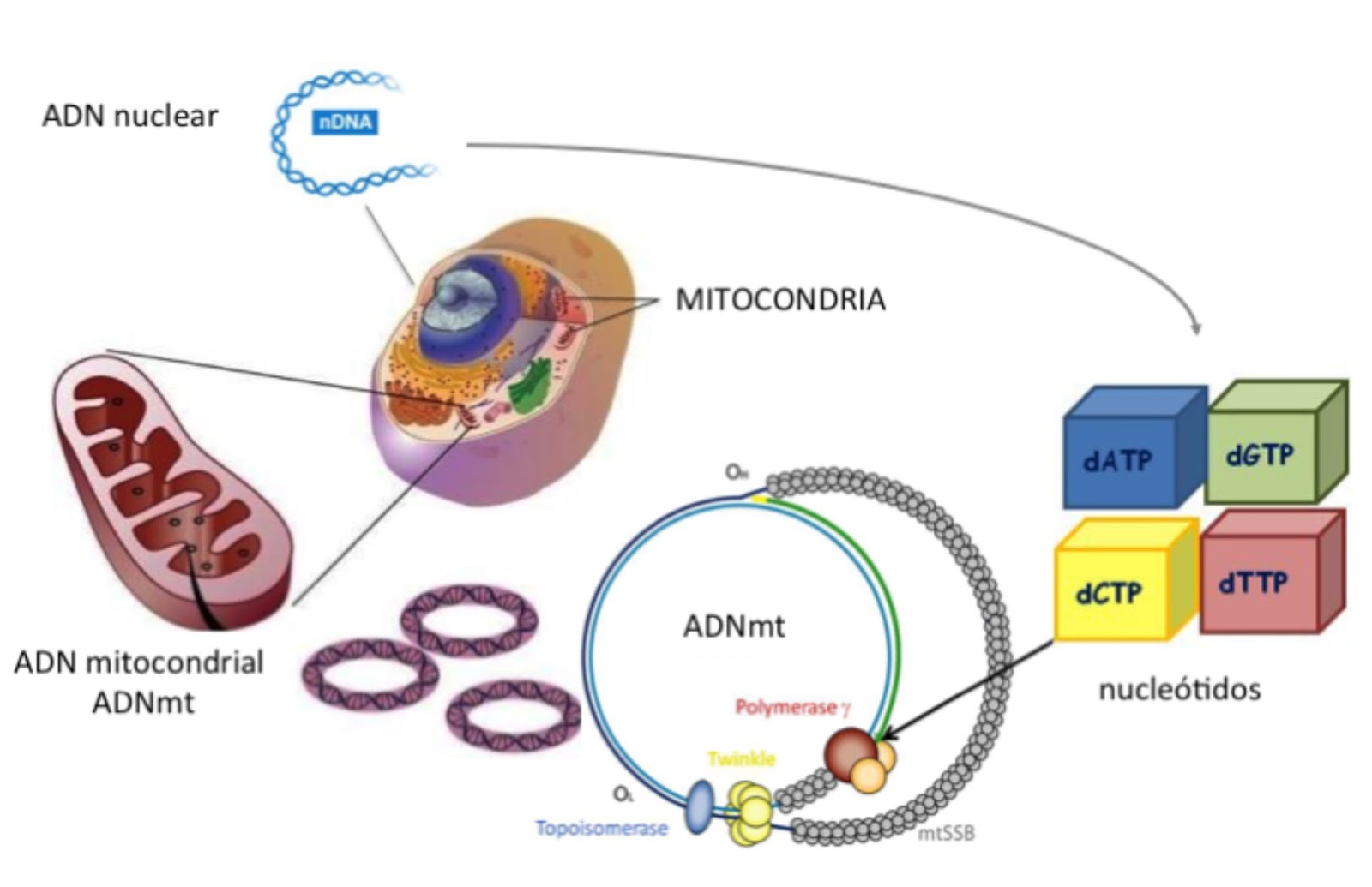 Exposición sobre Investigación sobre en Enfermendades Raras ...