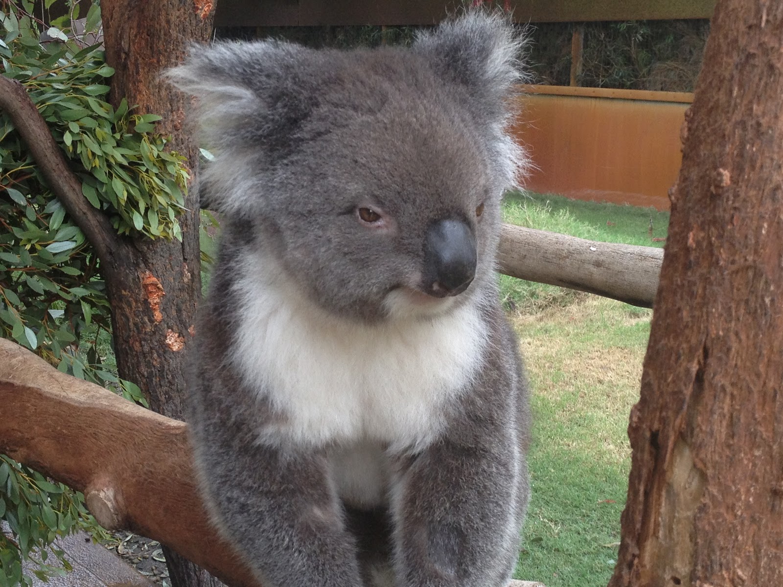 Koala Recaps