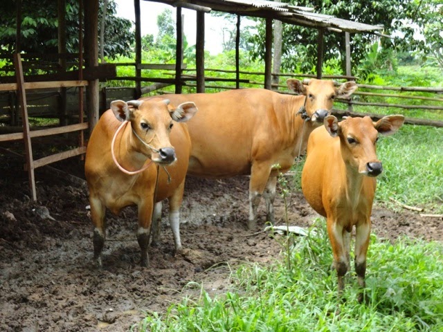 GAMBAR TERNAK SAPI BALI 26 | GAMBAR TERNAK SAPI