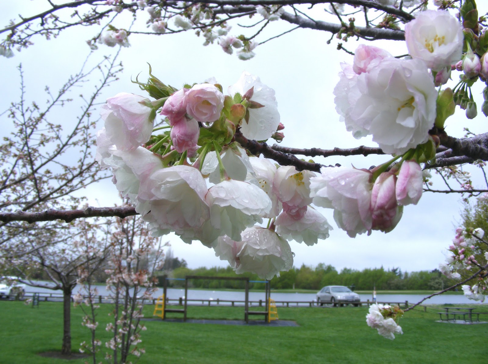 Rachel Callaghan Landscape Architect, NZ: Prunus shirotae Mount Fuji