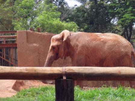E.E. Profª Jenny de T. P. Schroeder: Visita ao Zôo e Simba Safári - SP