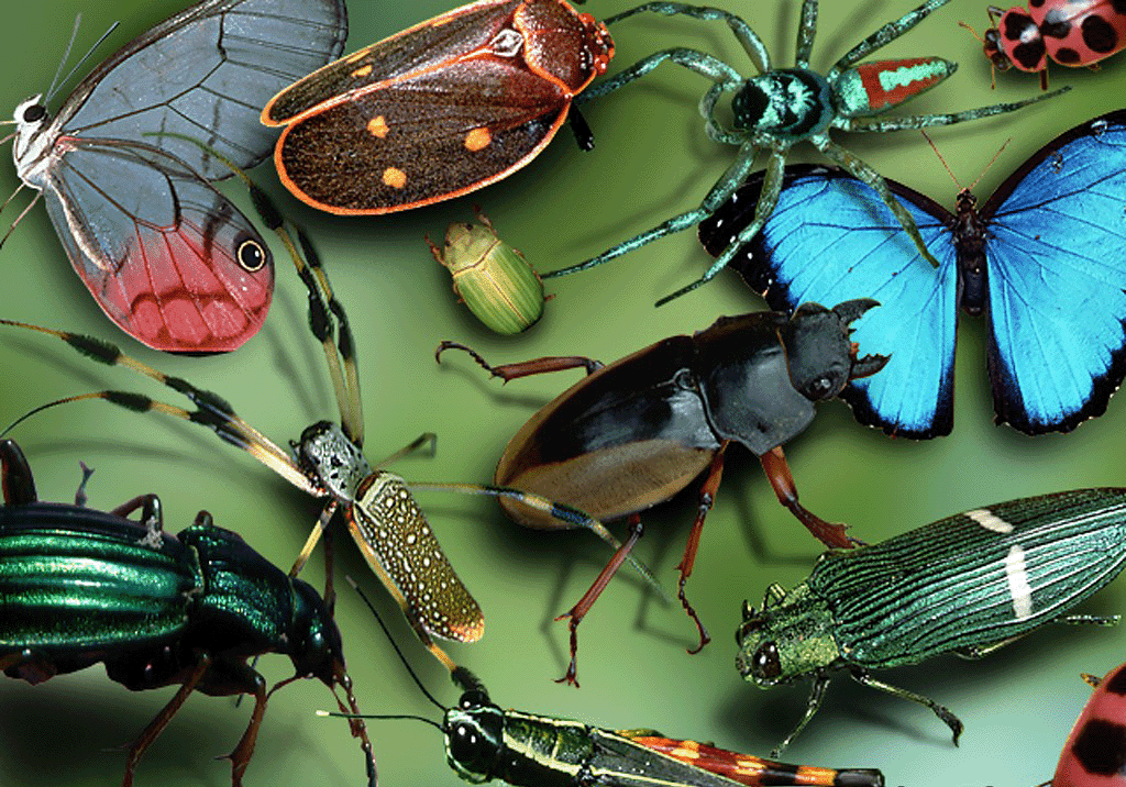 Resumo: Artrópodes | Bio Nota 10