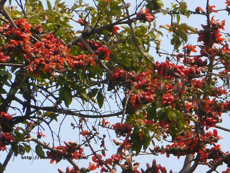Shimul Ful(শিমুল ফুল) - Bombax ceiba