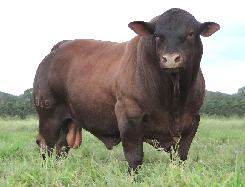 Razas de Bovinos - Senepol