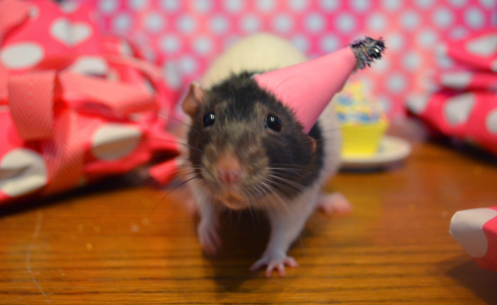 Crafty Mom of 3: It's A Rat Birthday Party!!!!