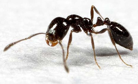 Black Ant - Insects World