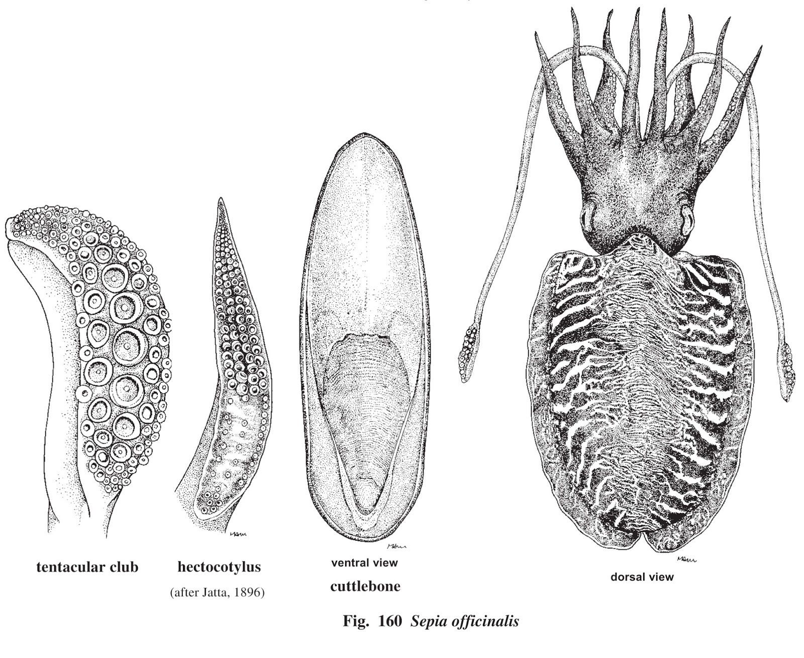 Tesoros a la orilla del mar: 2017