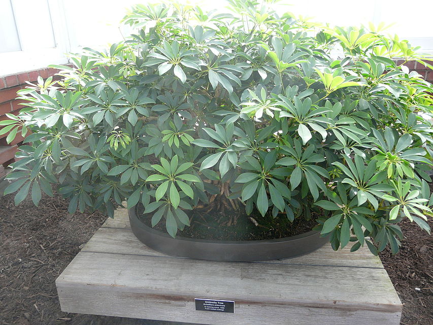 Schefflera arboricola «cheflera» - Id Plantae