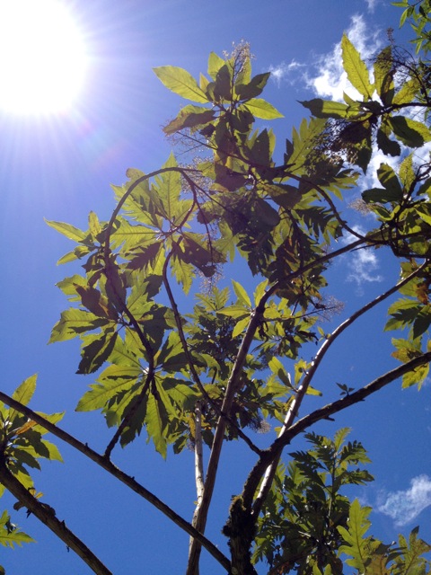 Star Essence Blog: Making the Ida jamesiorm Orchid and Yanali Tree Essences