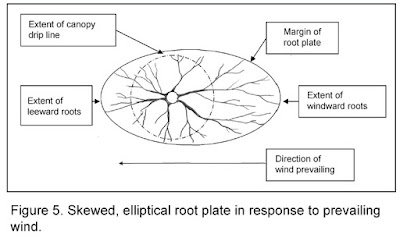 Openplants: Can tree management reduce trees overturning during storm ...