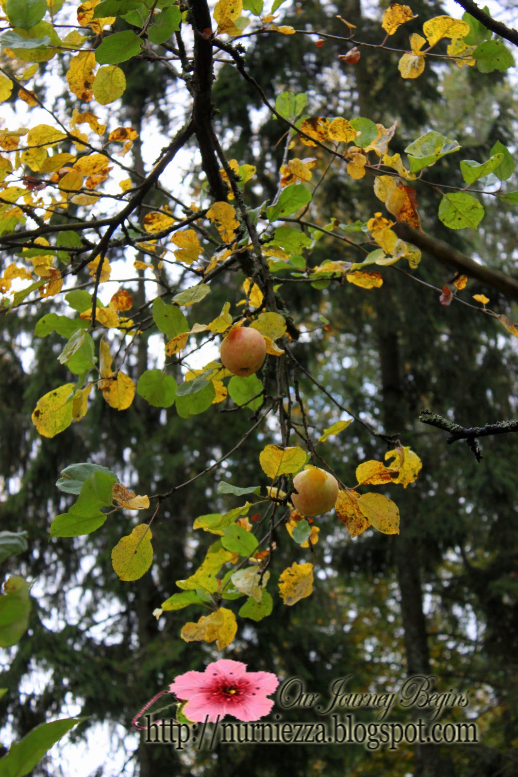 Our Journey Begins: Pokok Apple di musim luruh
