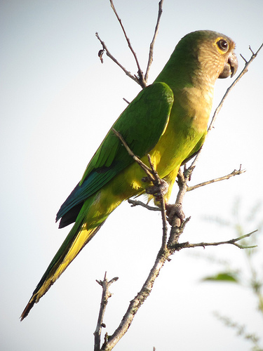 AVES COLOMBIANAS : Perico Carisucio