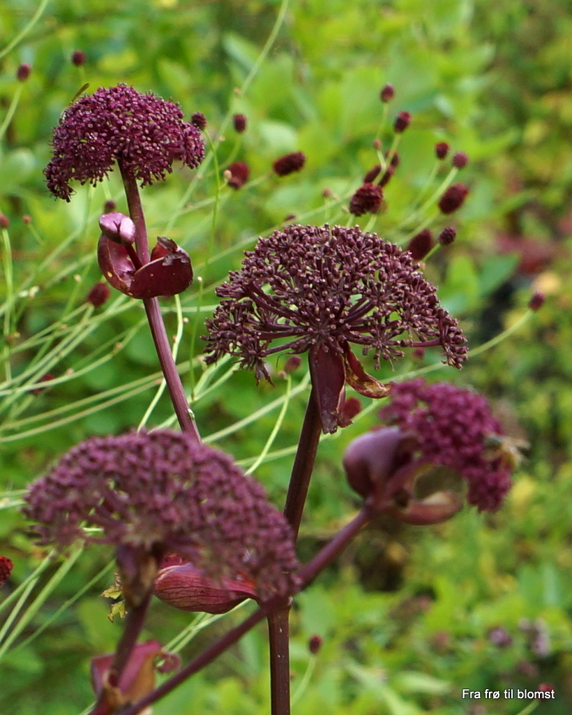 Fra frø til blomst: KVAN