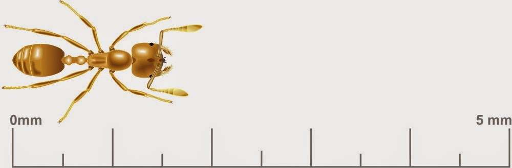 - Ants of Southern Africa -: Ants up to about 5 mm long