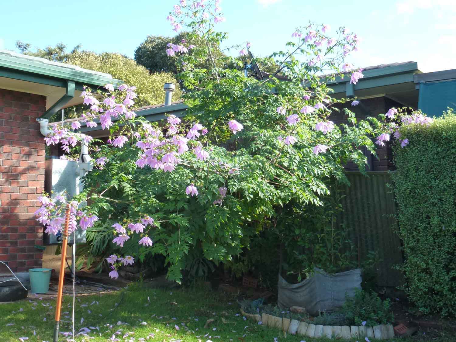 Start To Grow: Dahlia Tree