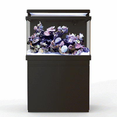 L'aquarium récifal: Nano Reef