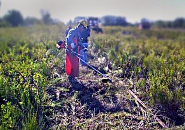 Comenzaron con tareas de desmalezado: Avanza la obra de ferrocarril ...