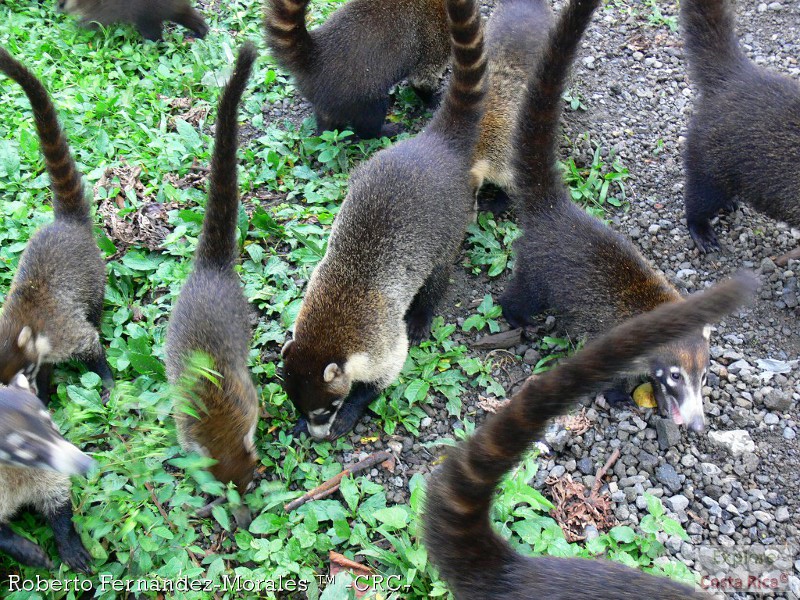 La Fortuna de San Carlos y Parque Nacional Volcán Arenal | Explore ...