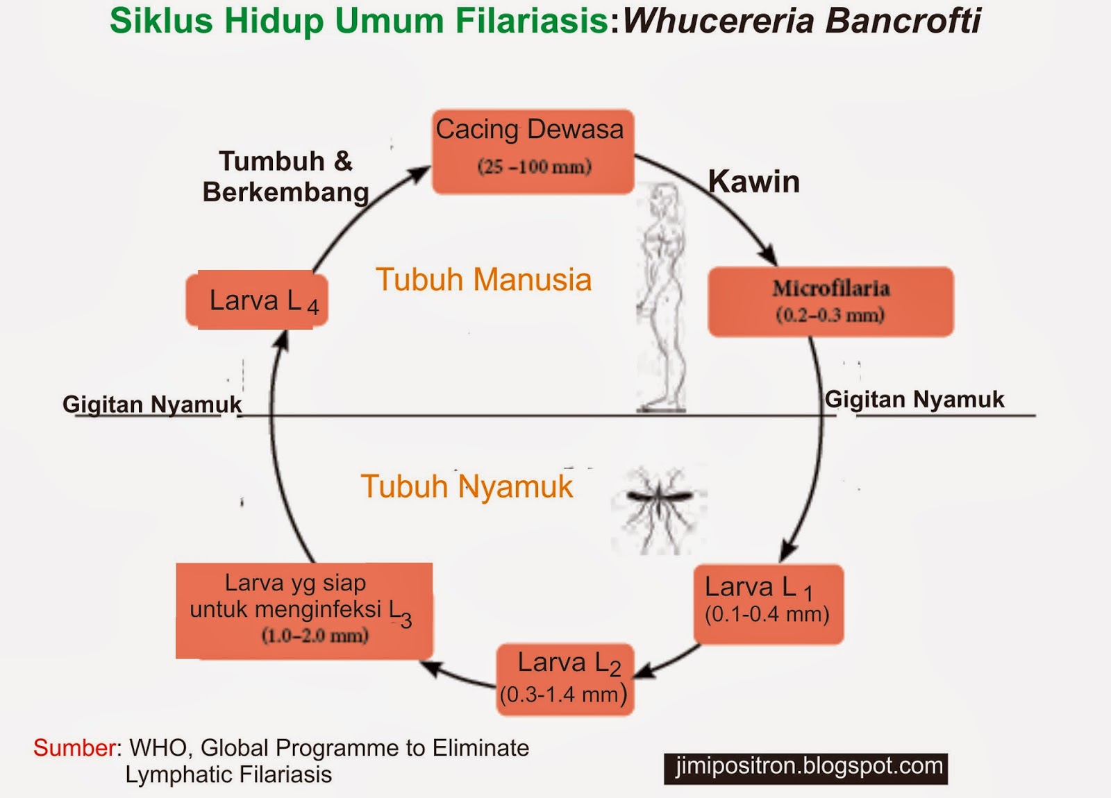 Kaki Gajah (Lymphatic Filariasis)