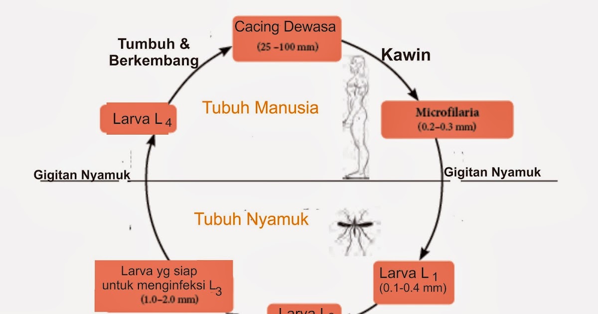 Blog Keperawatan: Kaki Gajah (Lymphatic Filariasis)