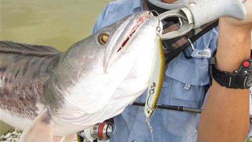 Tigris Tackle: Payo Black Swan PWNED Toman