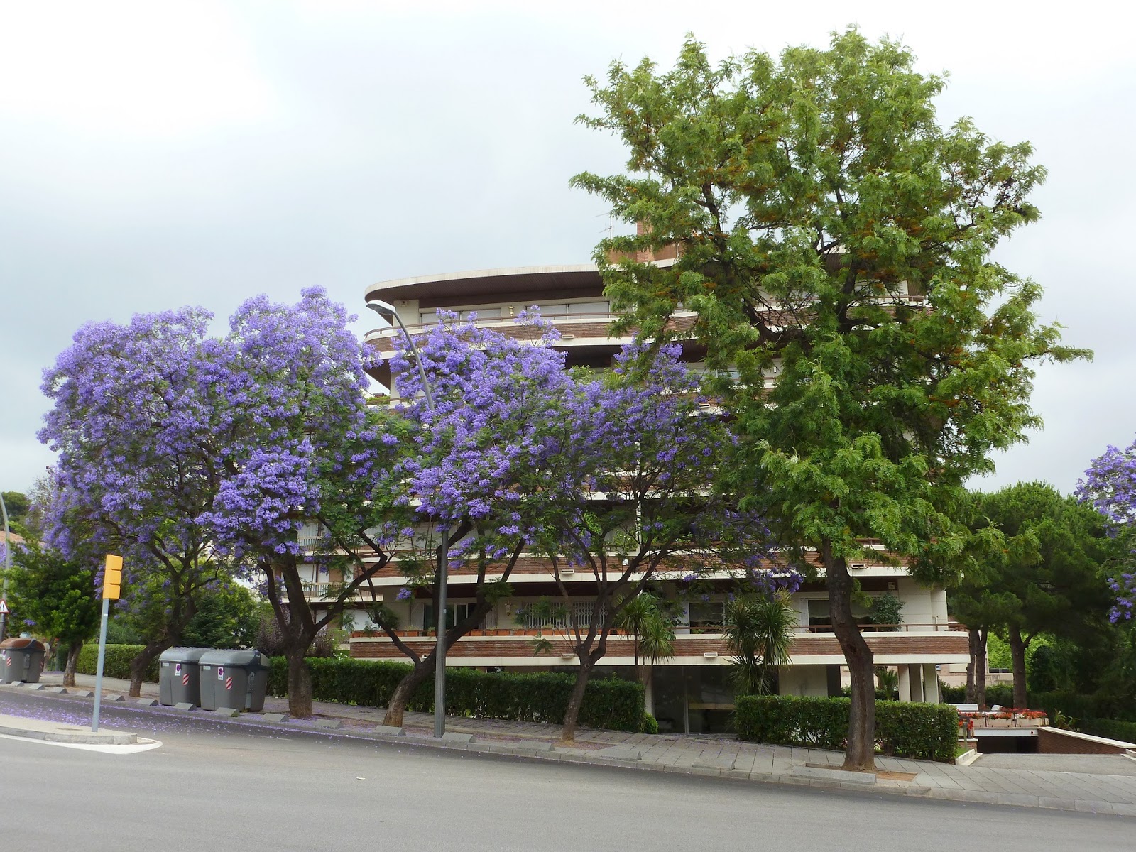 Árboles con alma: Roble australiano (Grevillea robusta)