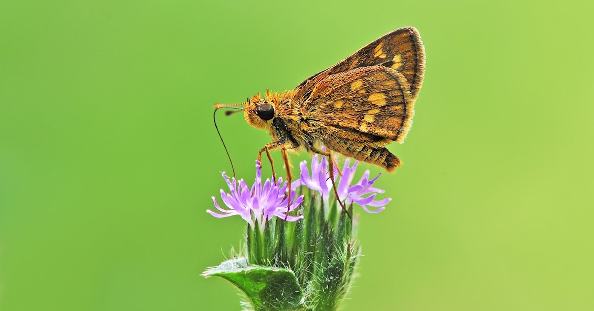 Butterflies of Singapore: Butterfly of the Month - April 2020