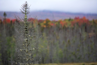 Carol's View Of New England: Moose Bog, Ferdinand VT
