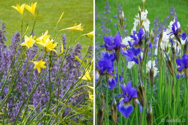 sodelis.lt: Geltonai - mėlynas gėlynas