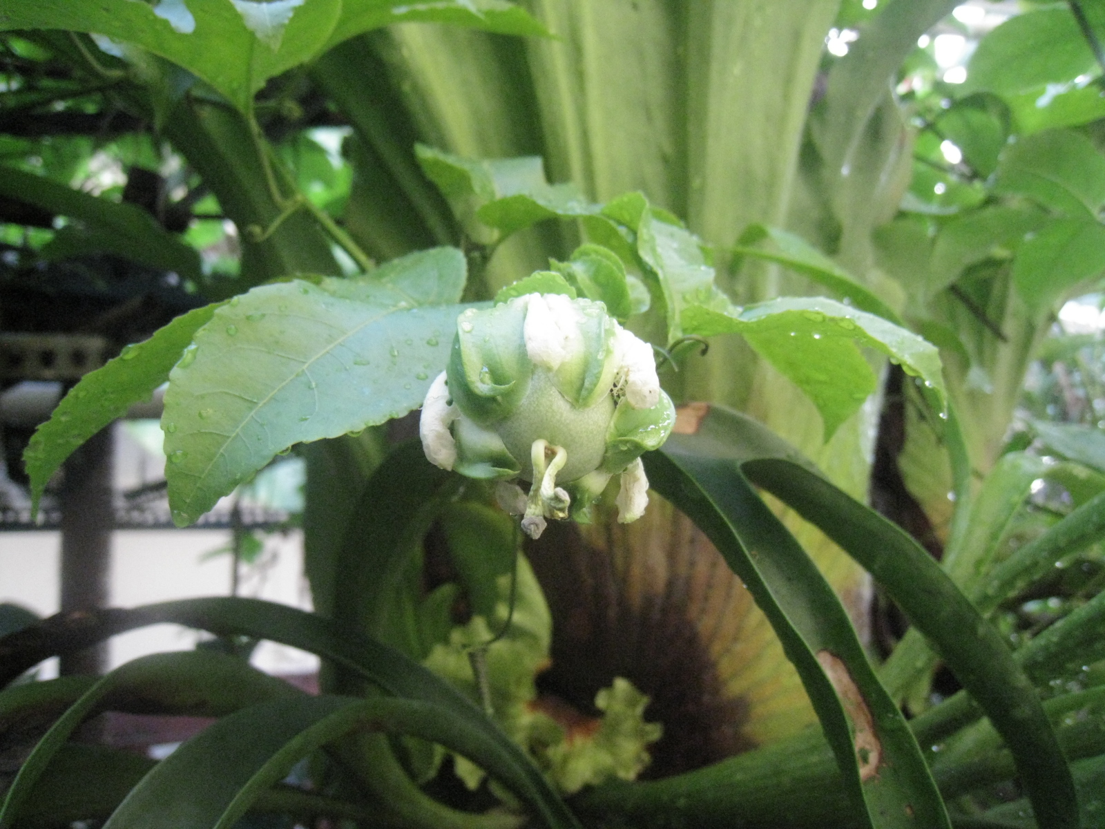 Pokok Buah Markisa a.k.a. Passion Fruit | Oven Comei Saya...