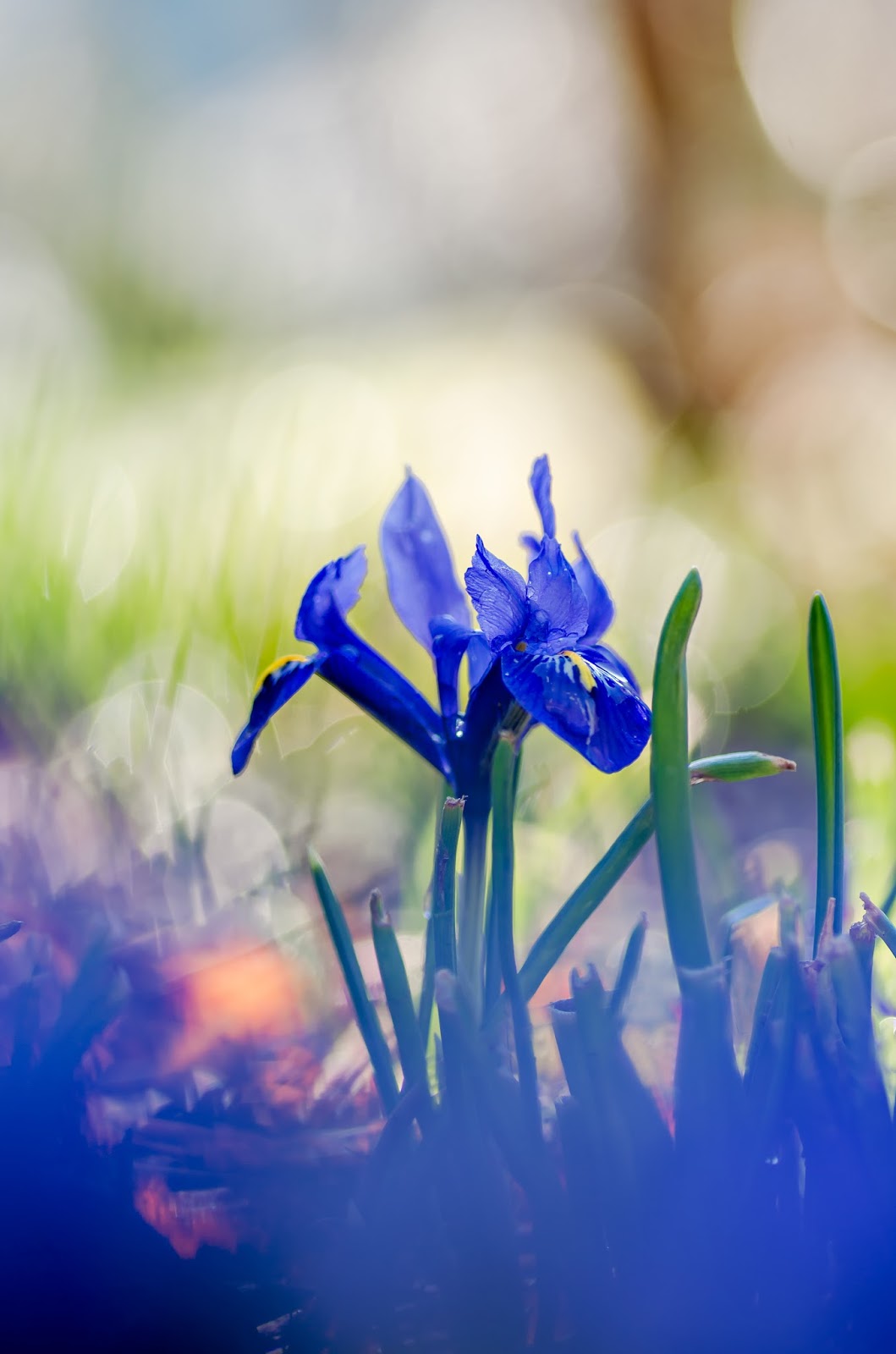 Katarina Holmström Photo Art: Iris reticulata