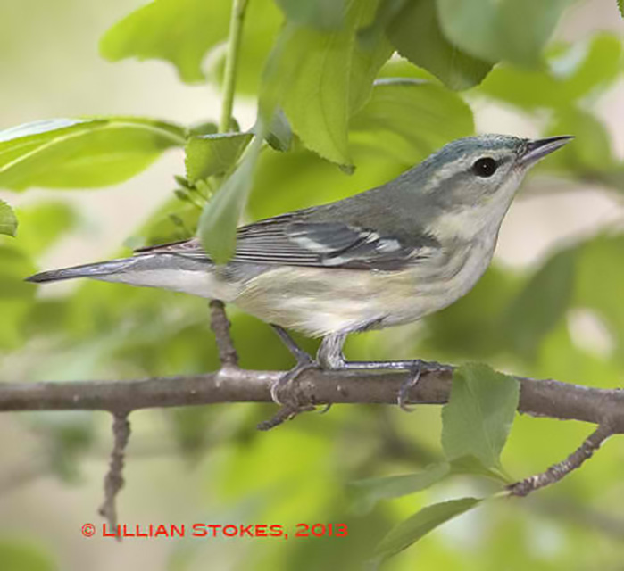 STOKES BIRDING BLOG: Cerulean Warblers migrating now!