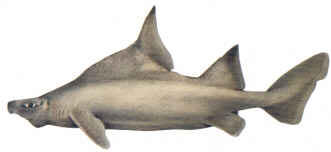 Artes de Pesca: VAMOS A PESCAR CERDO MARINO