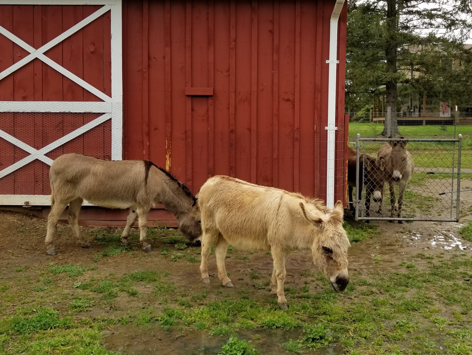 Our Tiny Farm in Western NC