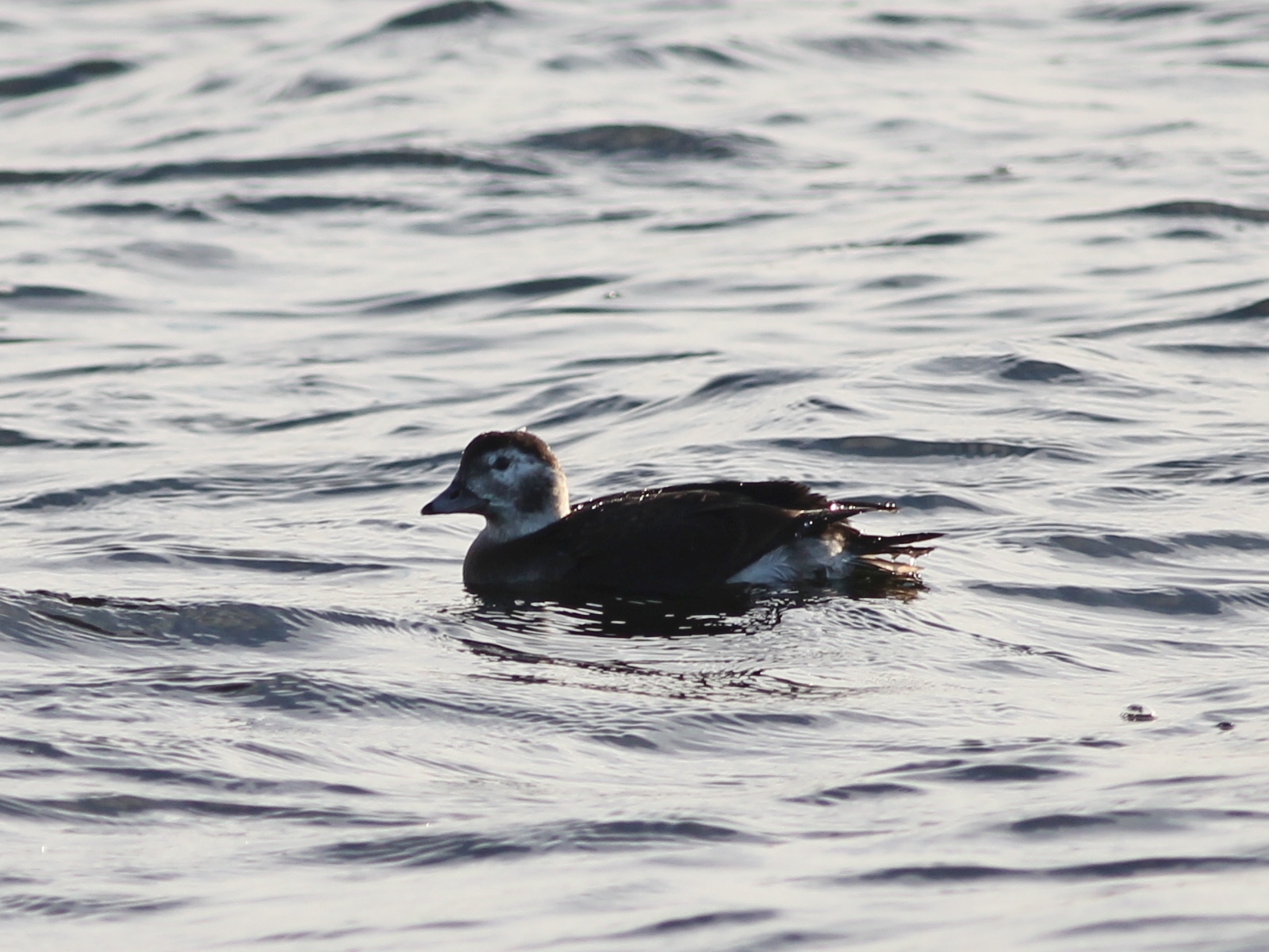 Hornsea Wildlife and Walks: Long-tailed Duck and Common Scoter