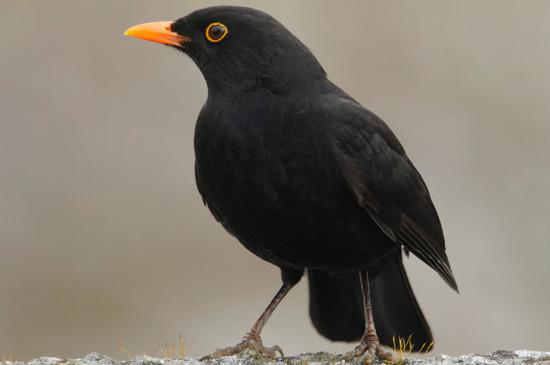 MEMÓRIAS...e outras coisas...: O melro