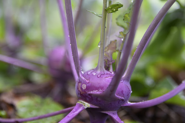 Rotfrukter som växer nedåt och uppåt | Farbror Grön