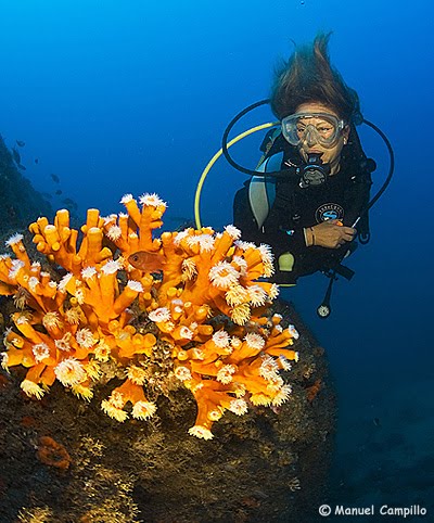 Fotografía del mes Junio 2012 - EL CORAL AMARILLO - Dendrophyllia Ramea ...