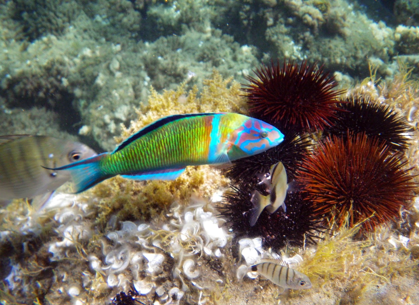 Aves y Fotografía de Naturaleza: Reserva Marina de Cabo de Gata ...