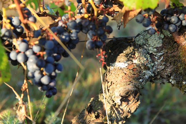 Jim's Loire: Clos Roche Blanche (Touraine) picking 120-year-old Côt ...