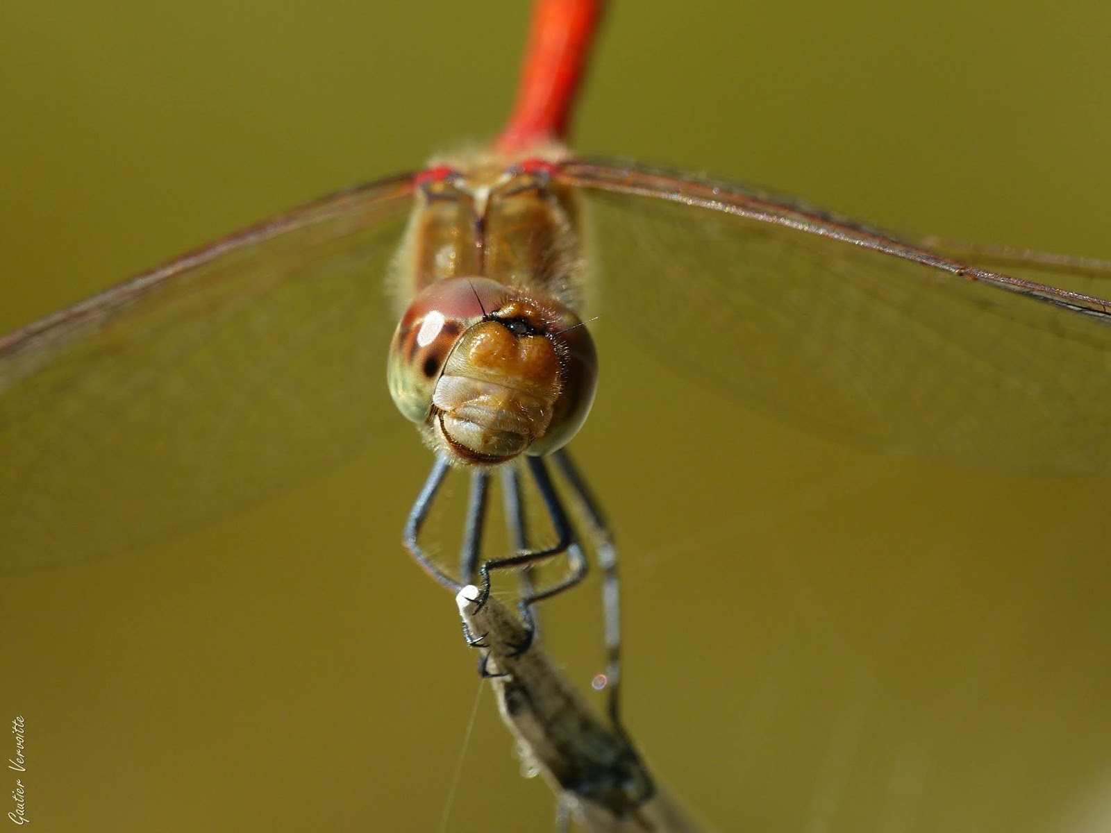 Les Libellules si rapides et importantes pour la Nature aussi